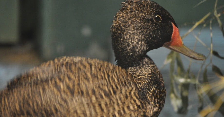 ZOOTOGRAFIANDO (6.100 ANIMALS): PATO PECOSO / FRECKLED DUCK ...