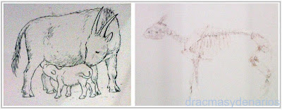 dracmas y denarios: Myotragus Balearicus: Especie Balear extinta