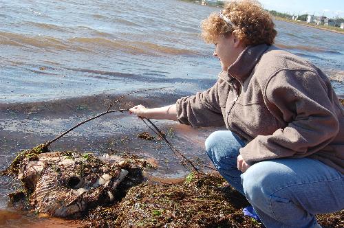Info-Junction Blog: American Goosefish