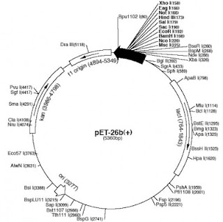 Linear vs Circular - data visualization for plasmids - Autodesk BioNano