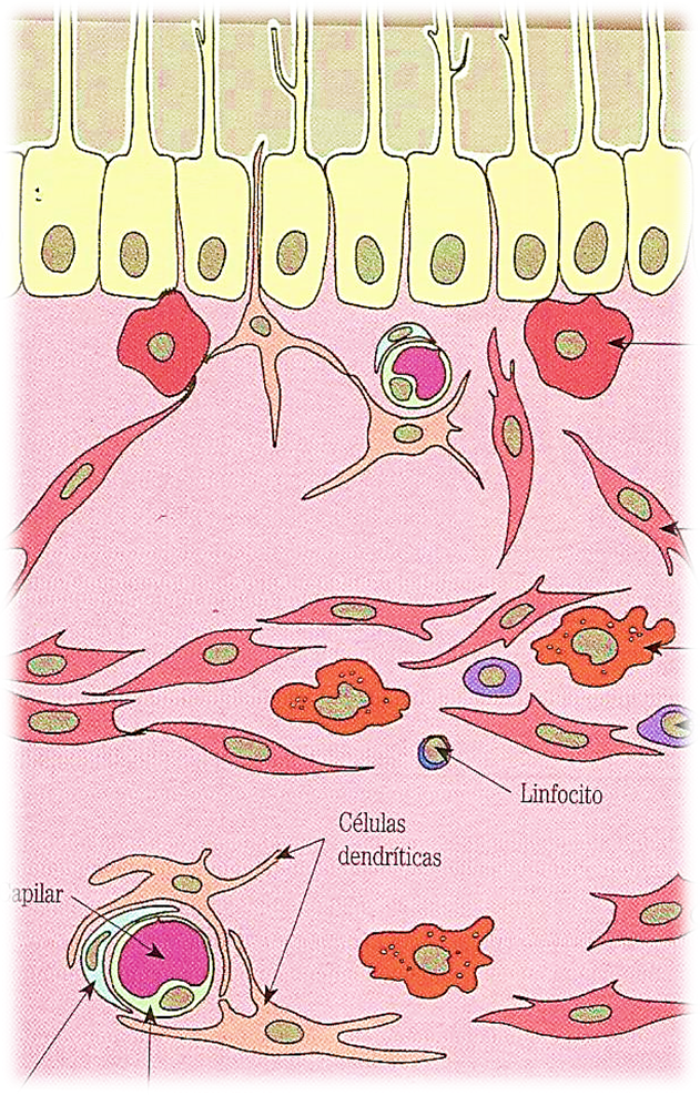 ODONTO MIRA: PULPA DENTAL