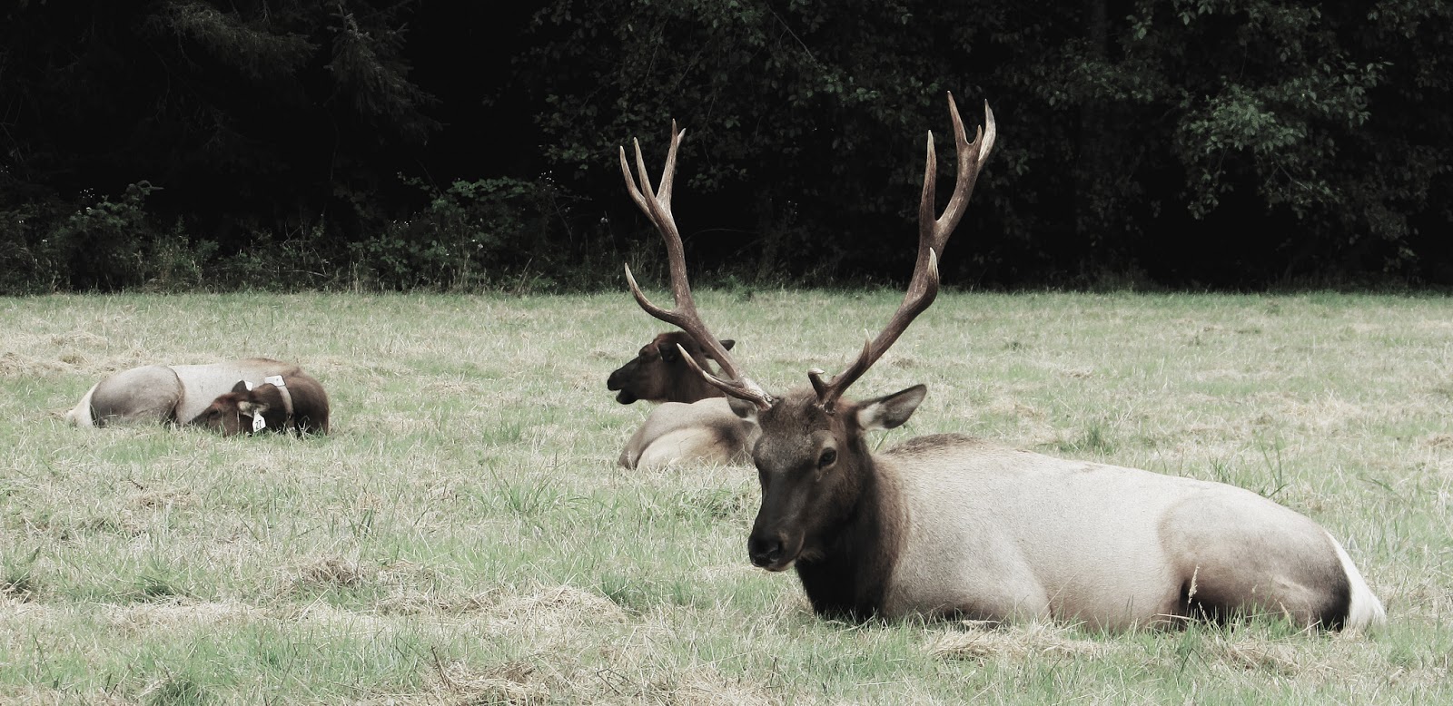 Weird Wonderful Wanderlust: CALIFORNIA: A Gang of Elk