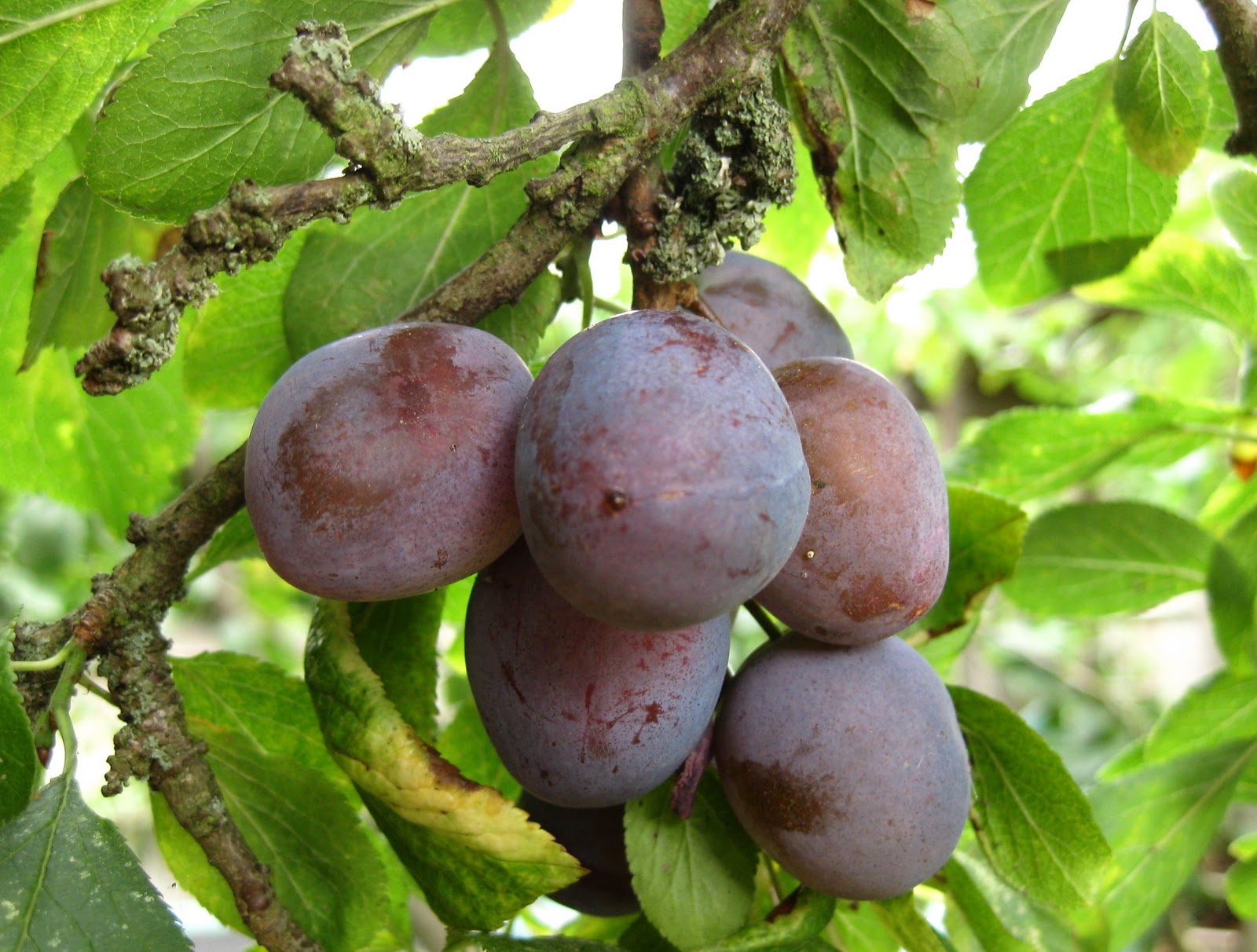 Temperate Climate Permaculture: Permaculture Plants: Plums