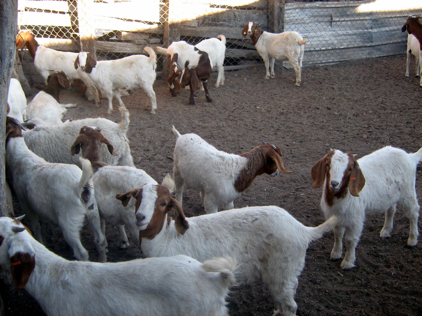 Los Ranchos de ganado de México: Criadero de cabras boer y chivos boer ...