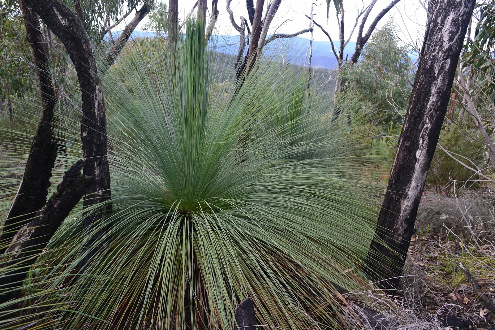 Goin' Feral One Day At A Time: Mt Everard Circuit, Kinglake National ...