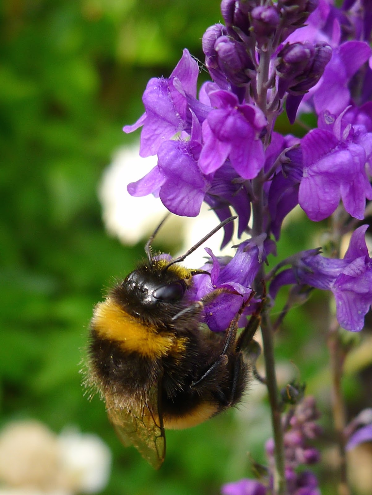 your_ears_should_hear: Bees of Summer