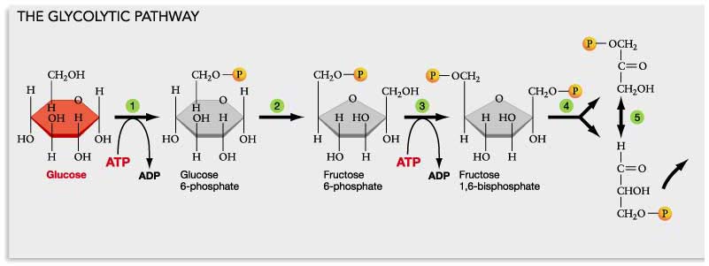 Glycolysis pathway major enzymes explained easily