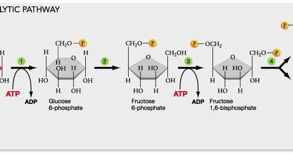 Glycolysis pathway major enzymes explained easily
