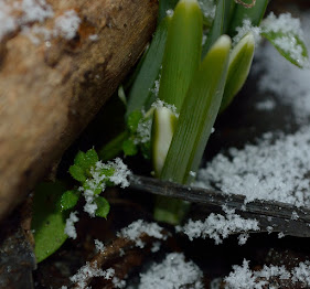 Történetek képekkel: Tavaszi tőzike