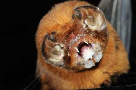 Bats Most Unique And Weird World-Bats | Collection Discovery