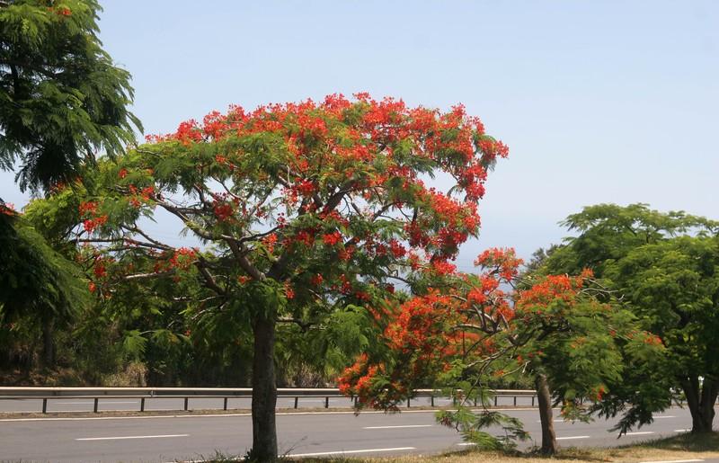 Flamboyant | Flore de l’île de la Réunion