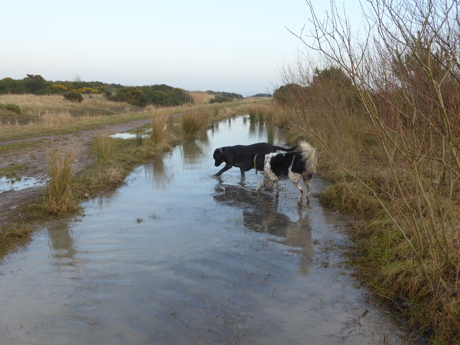 Dog Blog: Ozzy and all the black dogs, chasing crows and splashing about