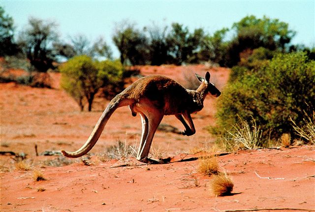 Australian Outback: The Desert Ecosystem Found in The Outback