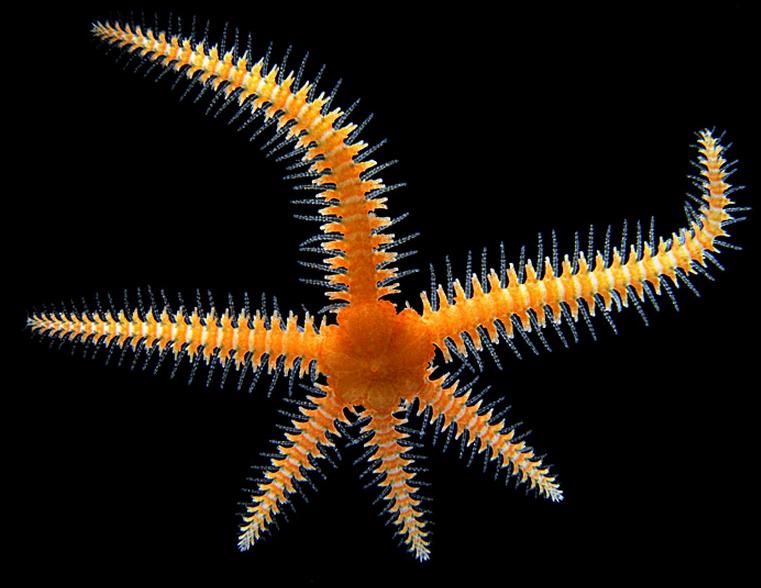 Un Mundo en Paz: En fotos: Los increíbles detalles del mundo microscópico