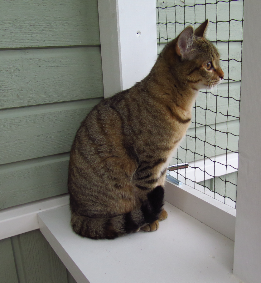 Kiskatit: Terassi valmis