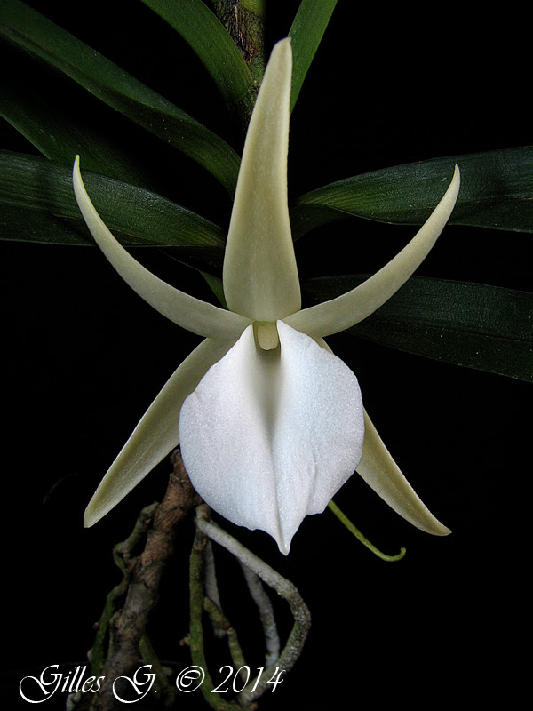 Angraecoid orchids: Angraecum obesum H. Perr. (1938)