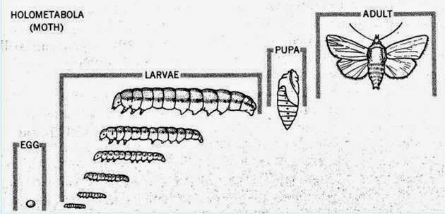 Bio prof. Viviane: Resumo - Filo Artrópoda