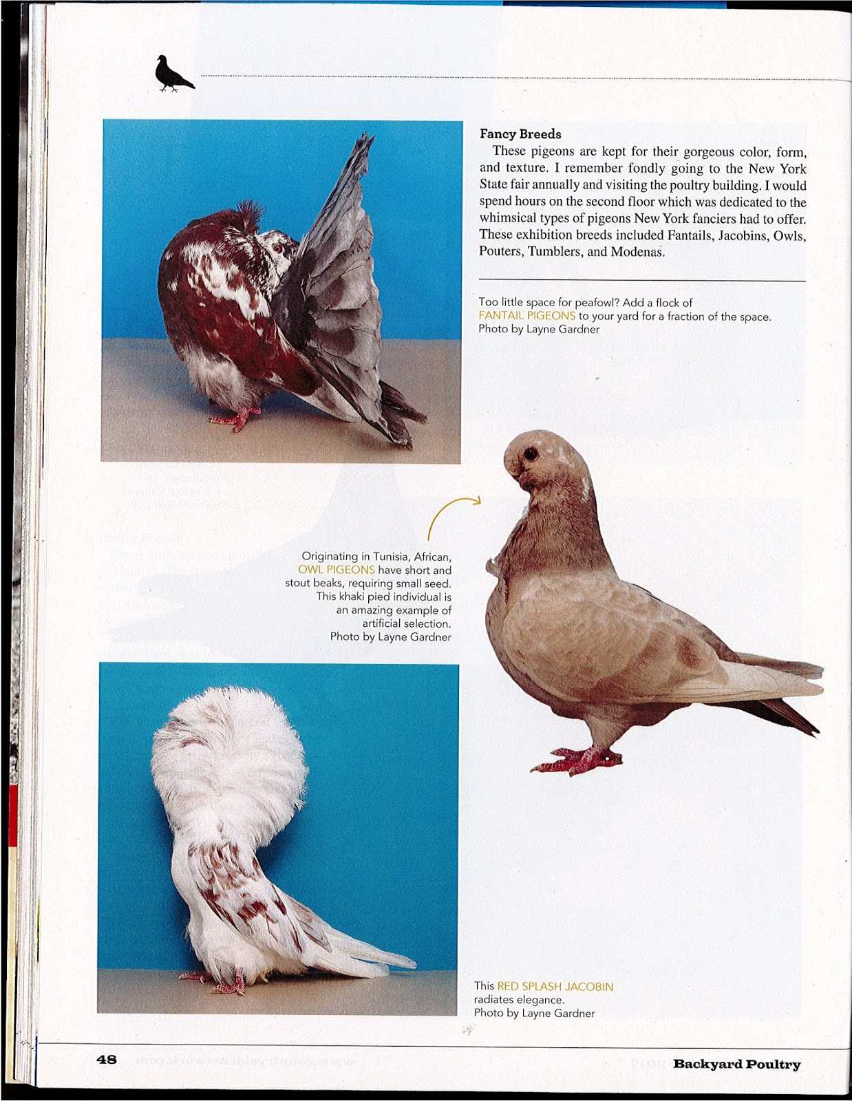 AMERICAN RACING PIGEON UNION: Backyard Poultry 4-part series, written ...