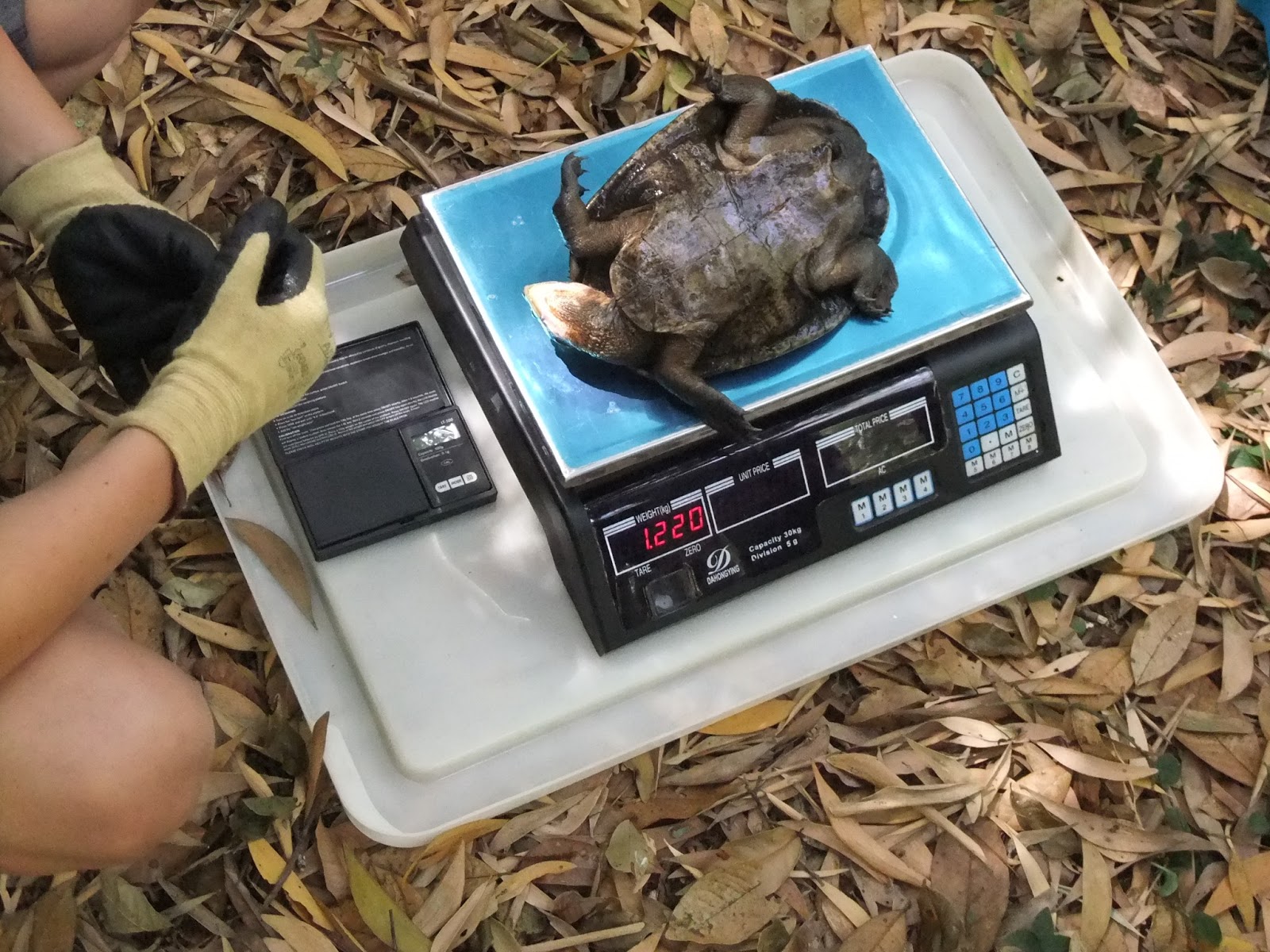 MINC Internship: Elseya irwini (Johnstone river turtle) Monitoring and ...