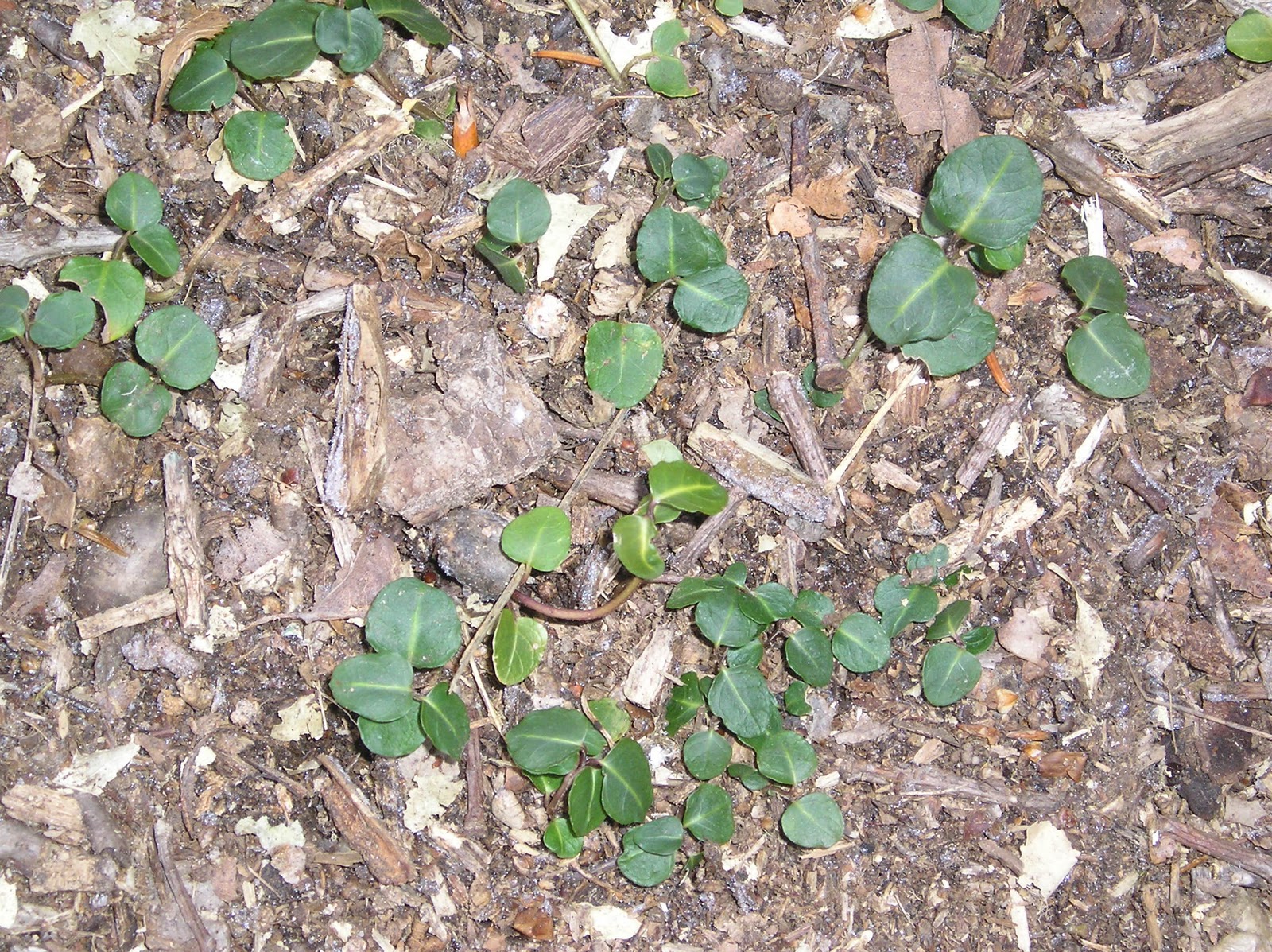 Franklin County (PA) Gardeners: Plants with Winter Interest - Part 1 ...