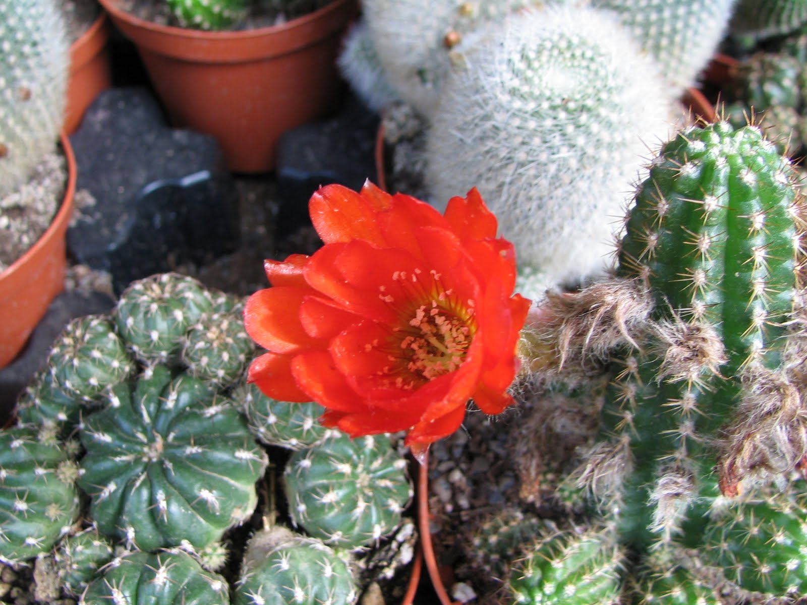 LA MULTI ANI, ROMANIA!: Flori de cactus