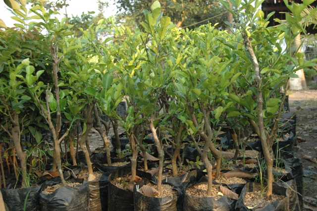 Cara Menanam Jeruk Purut