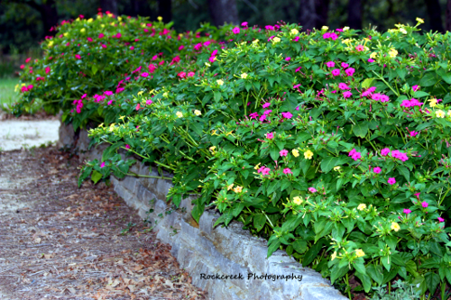 Sheila's Flower Garden Get A Way: The Four O’Clock Flower – A Sweet ...