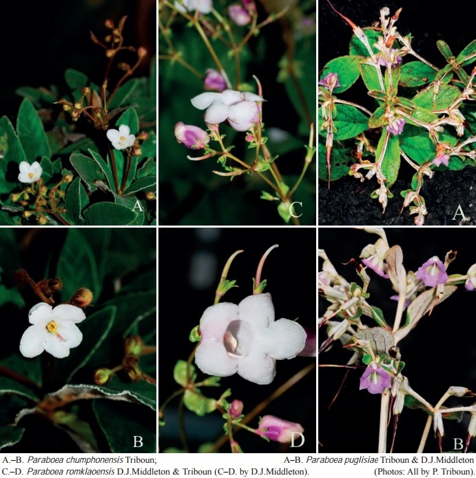 Species New to Science: [Botany • 2015] Paraboea chumphonensis, P ...