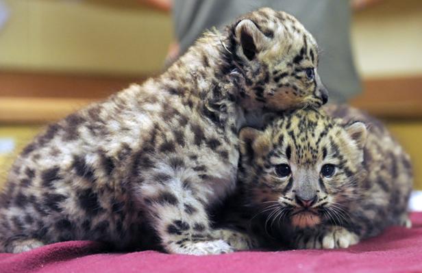 White Wolf : Snow Leopard Cubs Make Public Debut (Photos-Video)