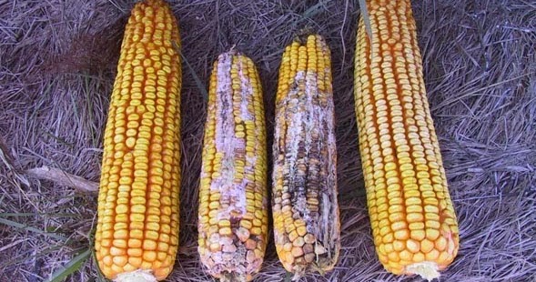 Seguridad e Higiene en Manipulación de Alimentos en Gastronomía y ...