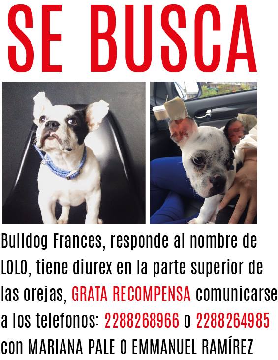 Busca Perros Xalapa