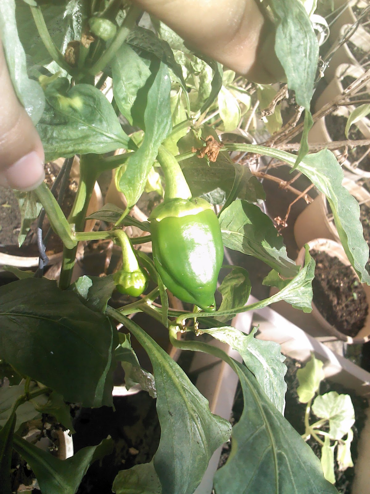 Foto Blog Puerto Rico: Pimientos Morrones y Berenjenas