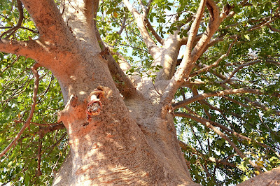 CRA ARTS: Kalpavriksha (The Divine Tree)