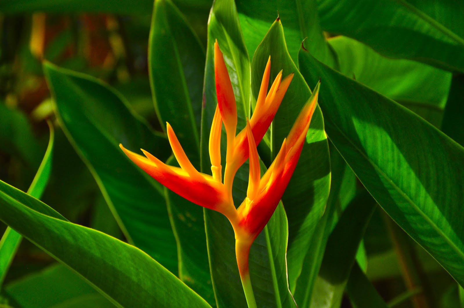Tamarindo, Costa Rica Daily Photo: Heliconia