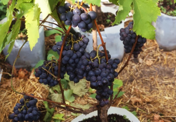 Bisnis Hobi Tanaman dan Pertanian : TEKNIK BERTANAM ANGGUR DALAM POT ...