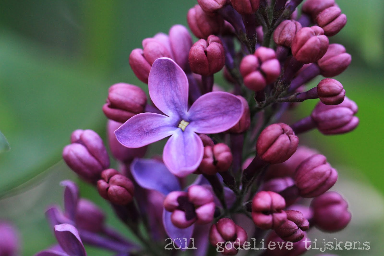 Sering Bloemen - Bloemen