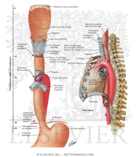 Anatomia Esophagus Pdf _ Esófago de Barrett – EPBZYF