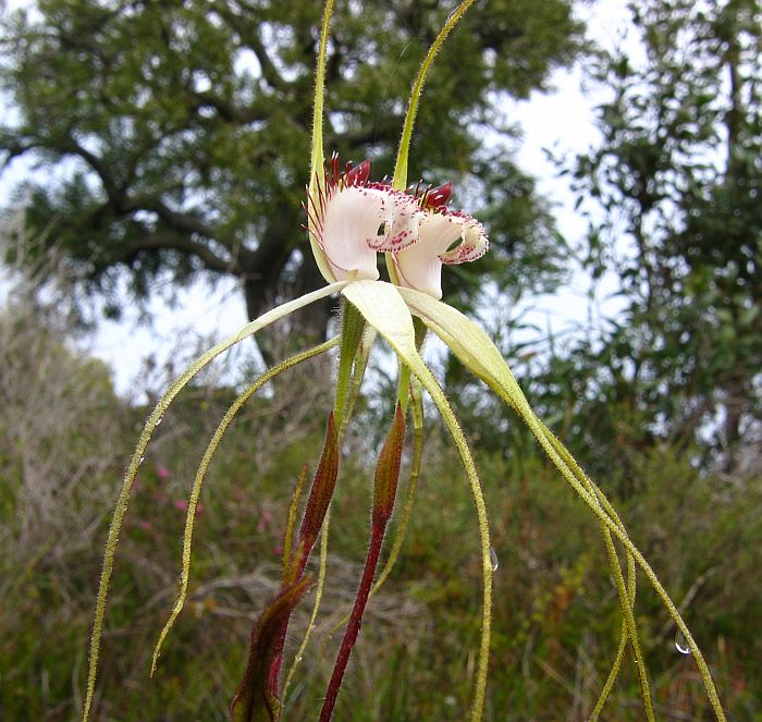 Esperance Wildflowers: Caladenia longicauda subsp crassa - Esperance ...