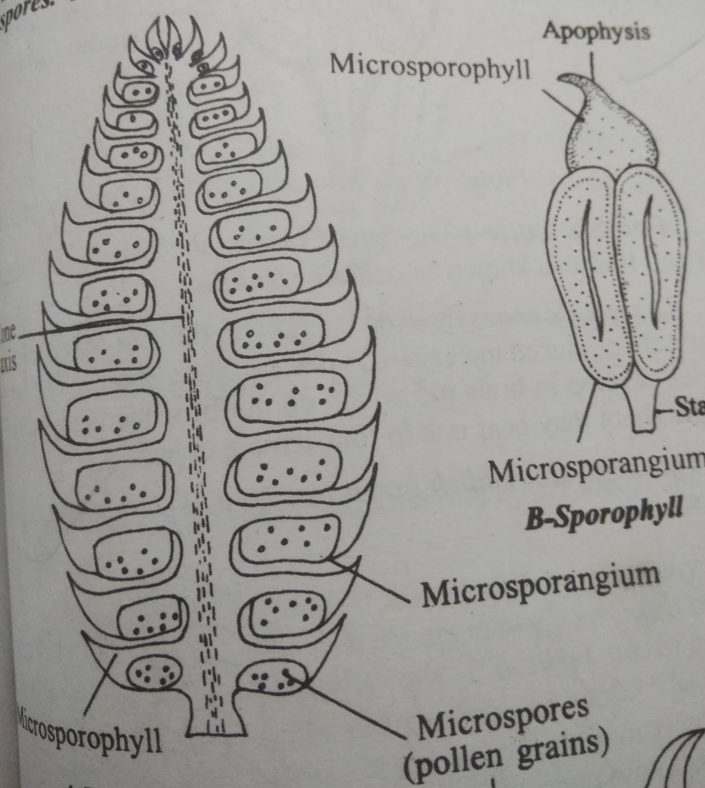 Department of Botany, Girraj Govt. College: Sem II Record