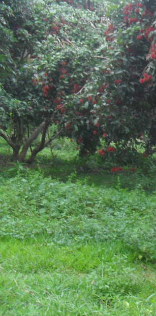 MY TRIPS: Malwana Rambutan in Tree