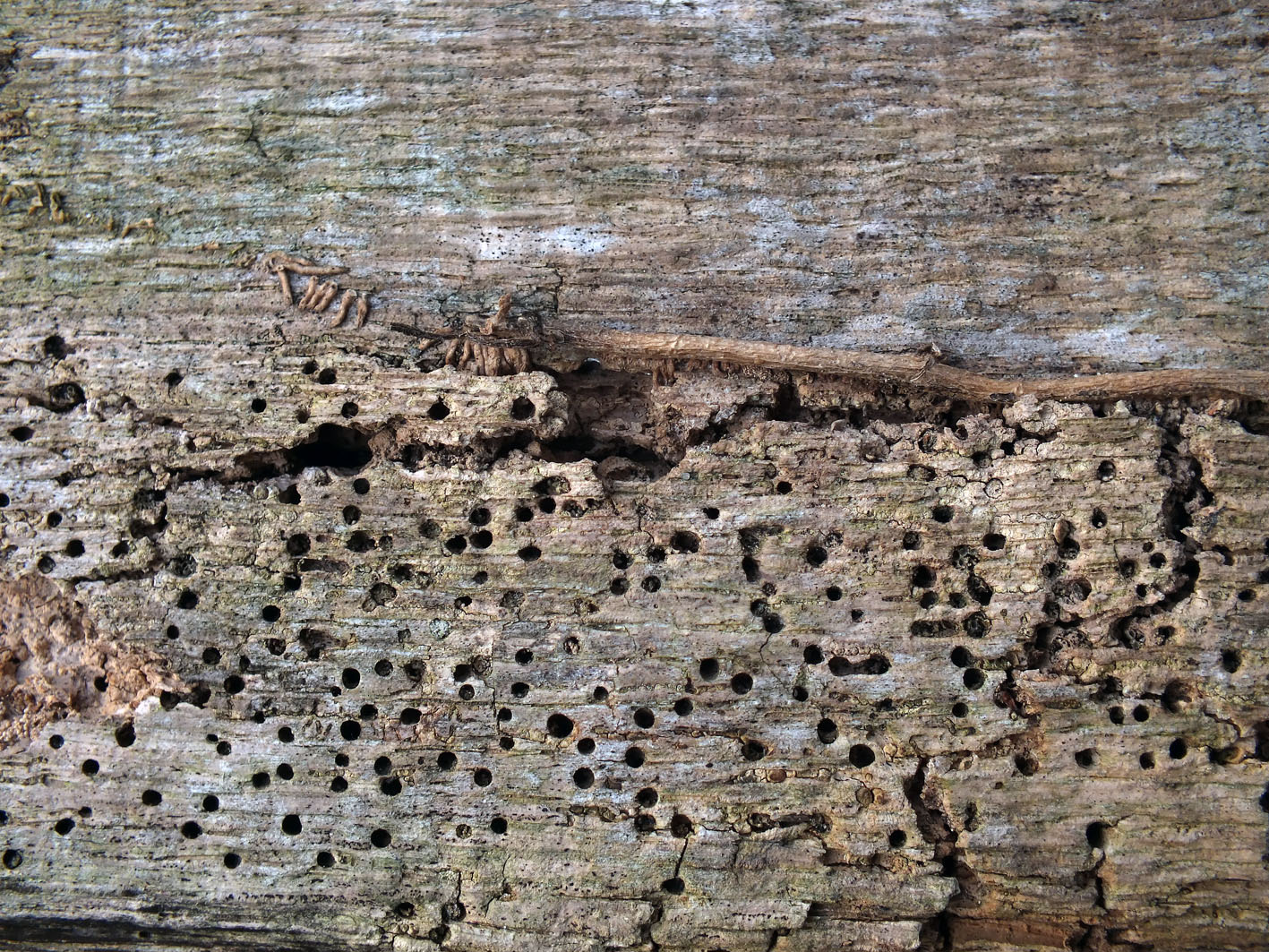 Piet Schellekens: 322. Houtkevers en hun werk