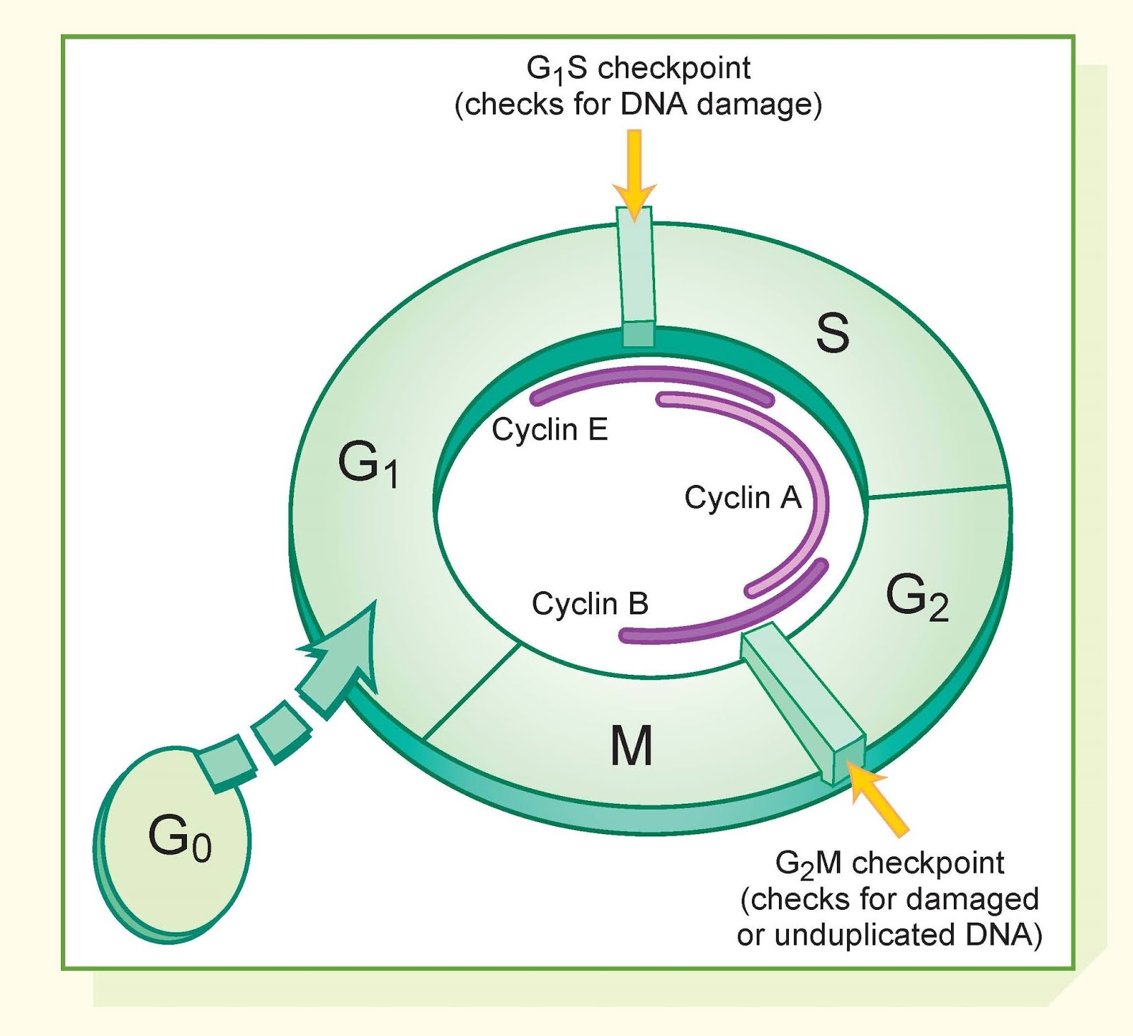 The Cell Cycle - pediagenosis