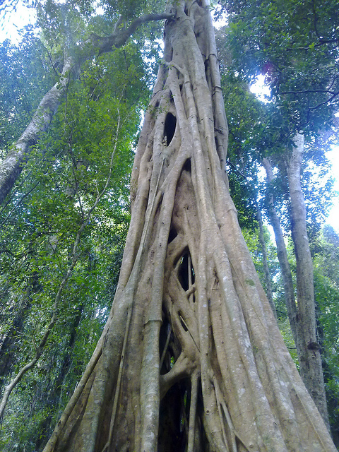 Real Monstrosities: Strangler Fig