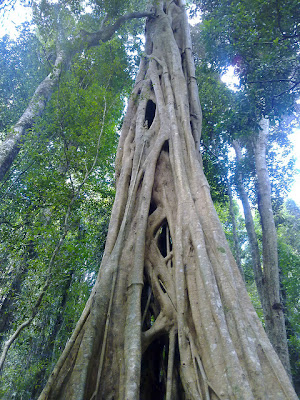 Real Monstrosities: Strangler Fig