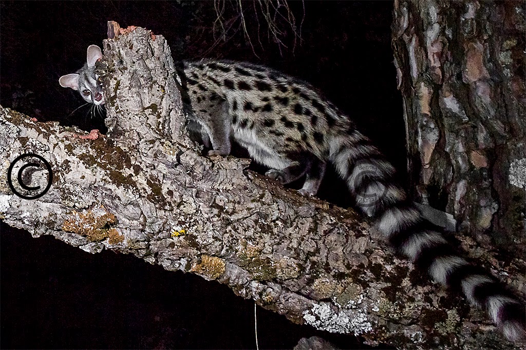 El Rinche de Berry : Gineta. Genetta genetta.
