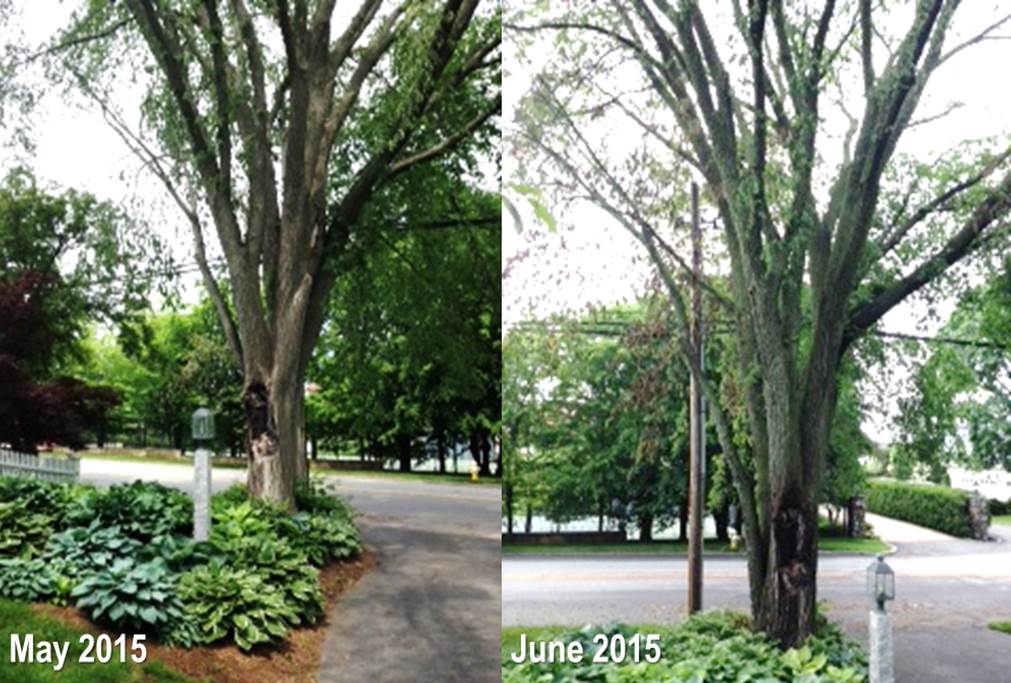 The Garden Tutor: Our Dying American Elm Tree