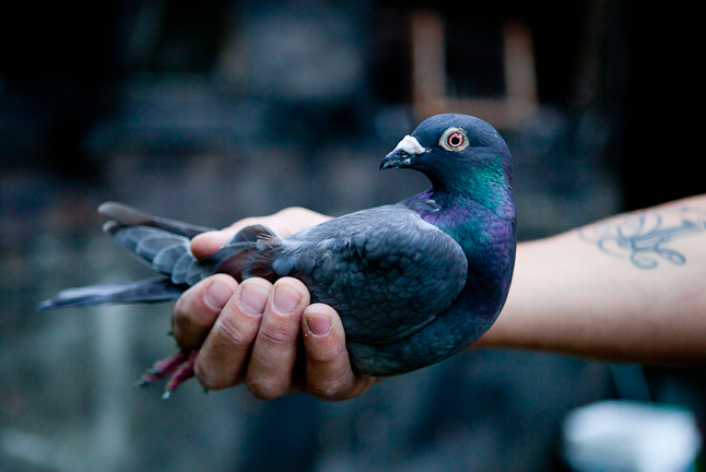 Release the Birds: Aaron Wojack Photography