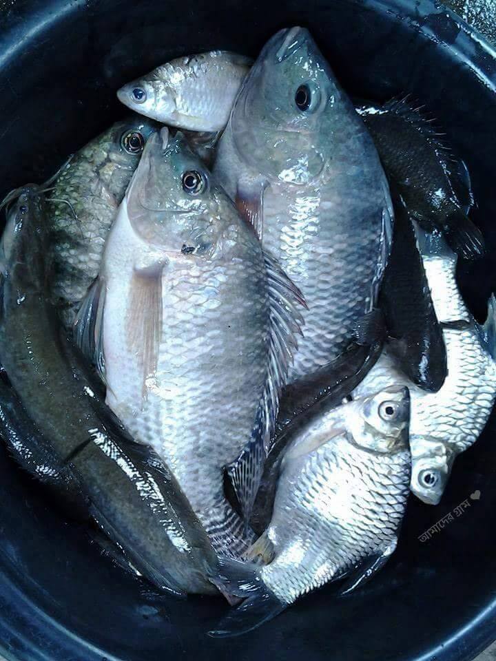 Popular Fishes In Odisha - Odia Khana Khazana | Odisha Recipes | Odisha ...