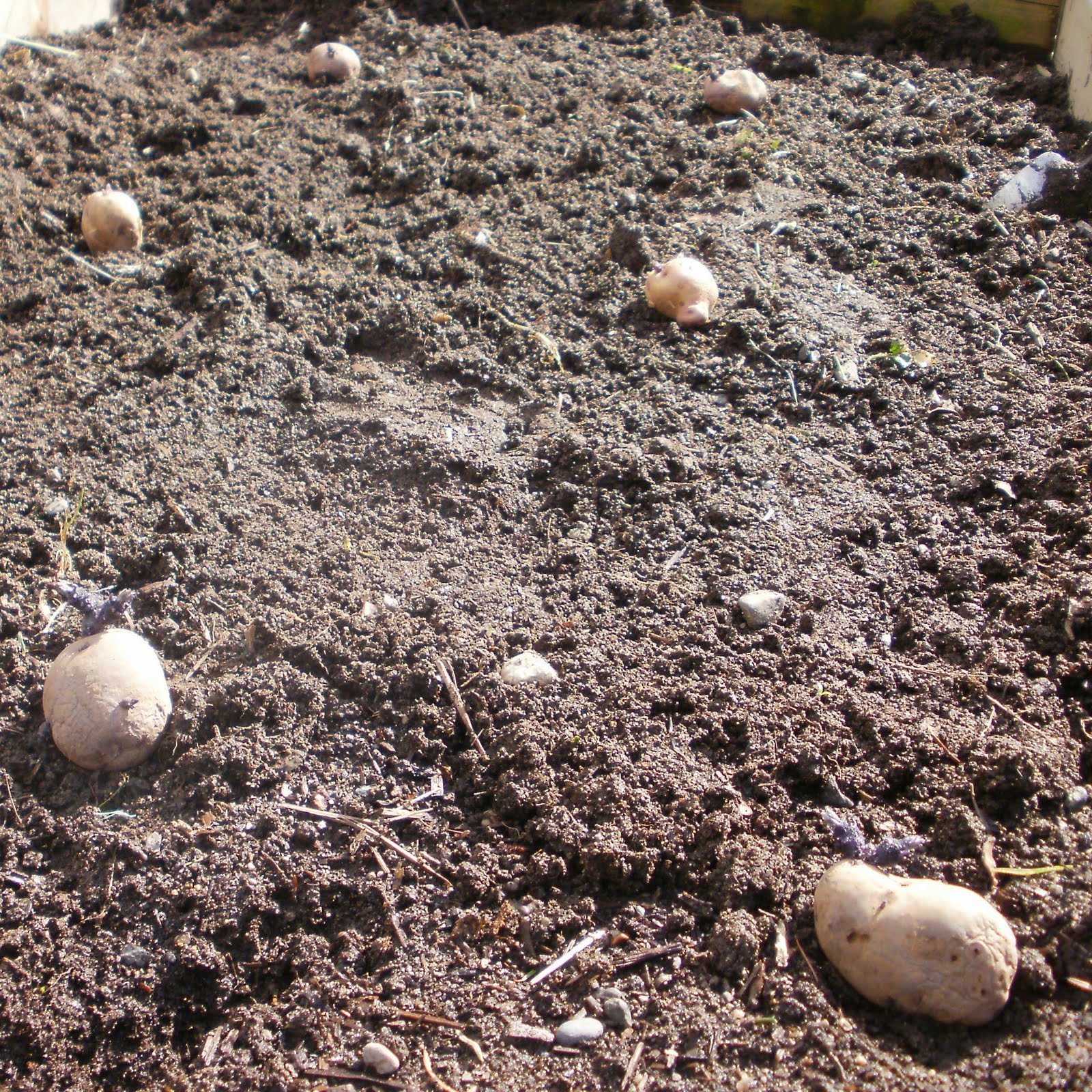 Really Rose: Potatoes