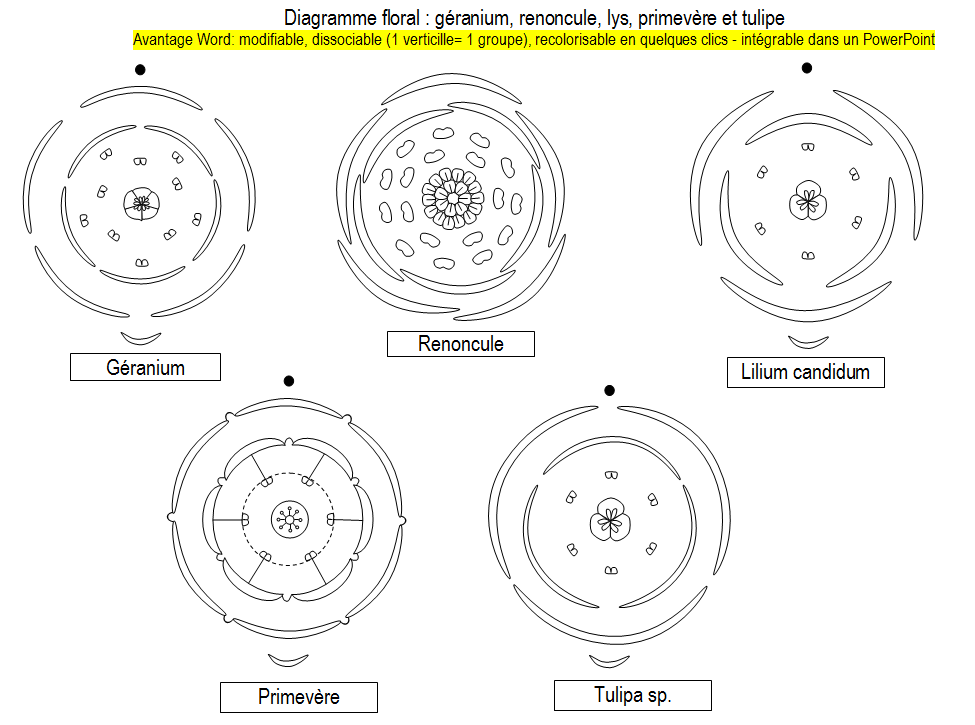 Club SVT Camille Guérin poitiers: LA PLANTE ET LA VIE FIXEE : TP 2 LA FLEUR